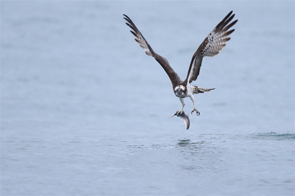 価格.com - 『1DX』SONY α7R IV ILCE-7RM4 ボディ PARK SLOPEさん のクチコミ掲示板投稿画像・写真「雑談 ...