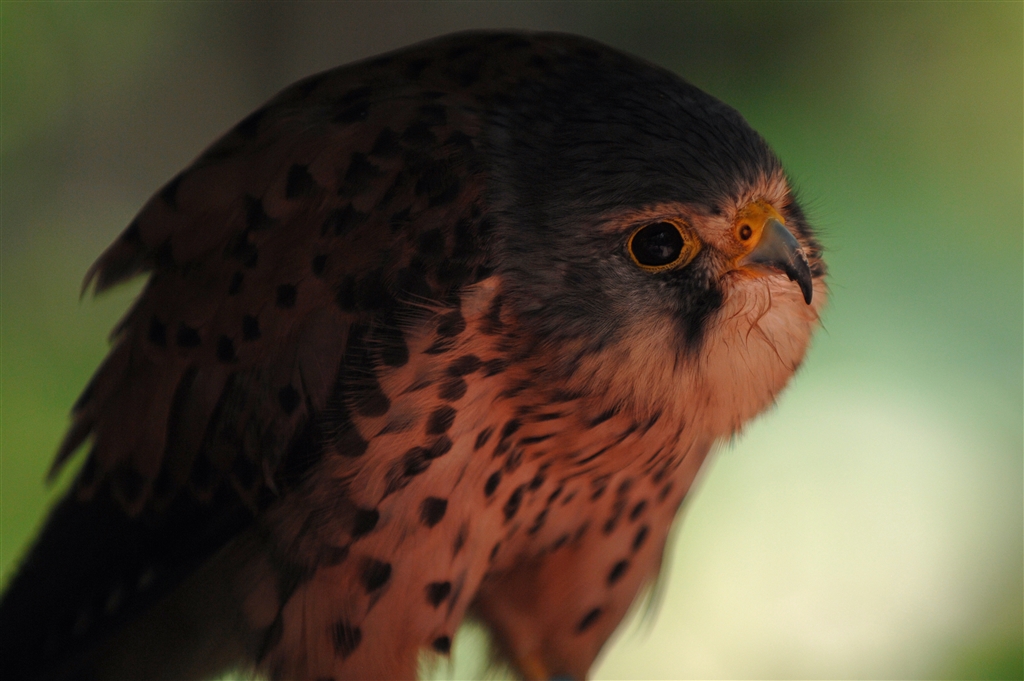 価格.com - ニコン D2X ボディ ブローニングさん のクチコミ掲示板投稿画像・写真「D2Xを購入」[3245140]