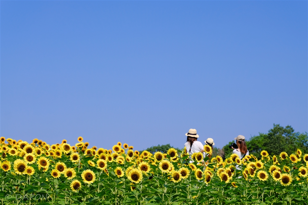 価格.com - 『JPEG：Velvia』富士フイルム FUJIFILM X-H1 ボディ ダポンさん のクチコミ掲示板投稿画像・写真「X ...