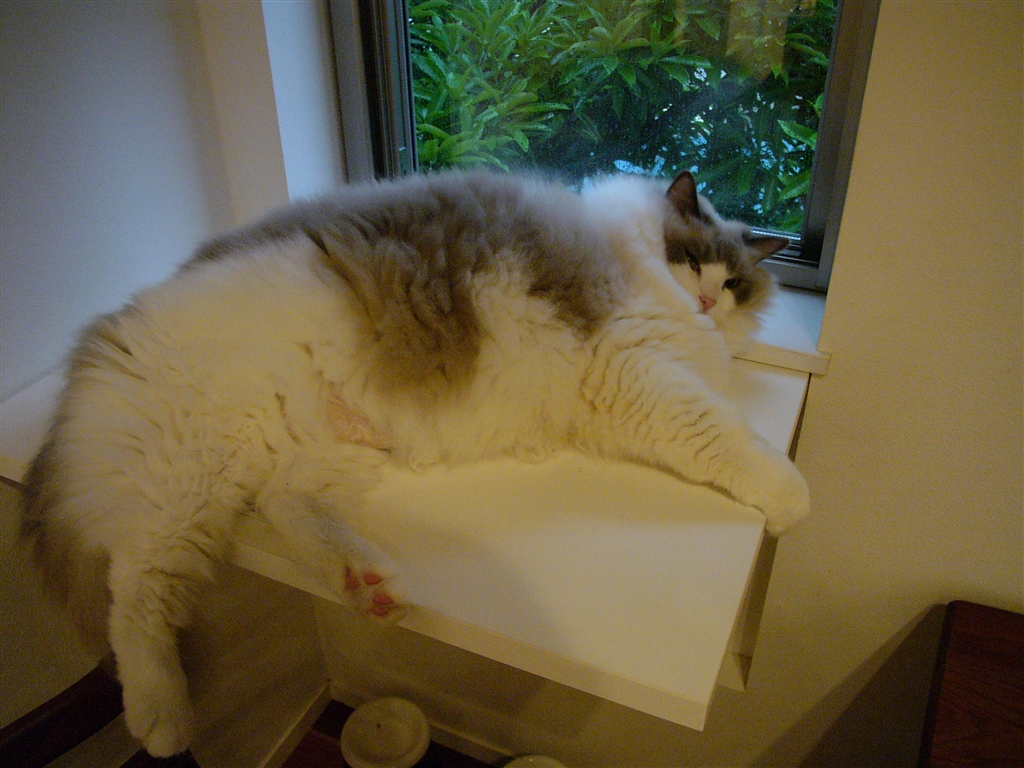 価格.com - 『夕暮れの室内なので、当時のデジカメには最悪の条件になっちゃいました。』パナソニック DMC-LC1 Me-chanさん の ...