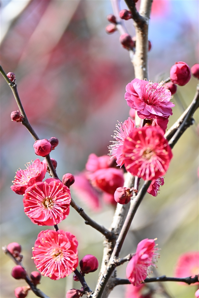 価格.com - 『紅梅』 デジタル一眼カメラ サイチェン123さんのクチコミ掲示板投稿画像・写真「『 D5と過ごす、、日々 ...