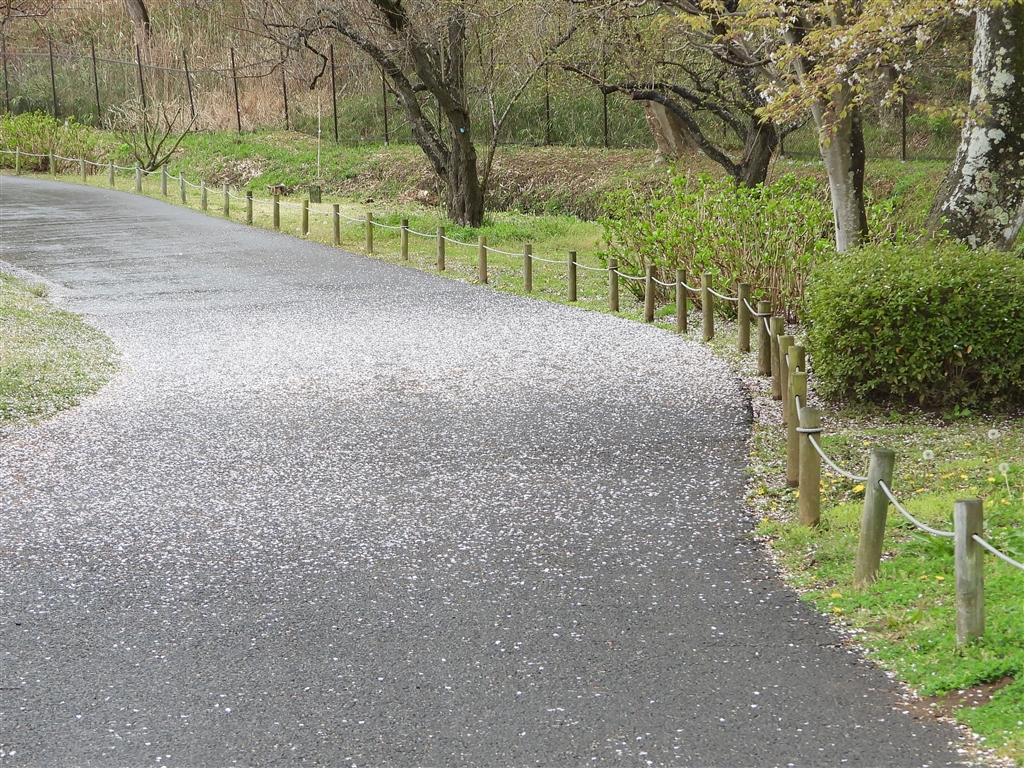 価格.com - 『誰にも踏みしだかれていないらしい桜の花びら』ニコン COOLPIX P1000 アナログおじさん2009さん のクチコミ ...