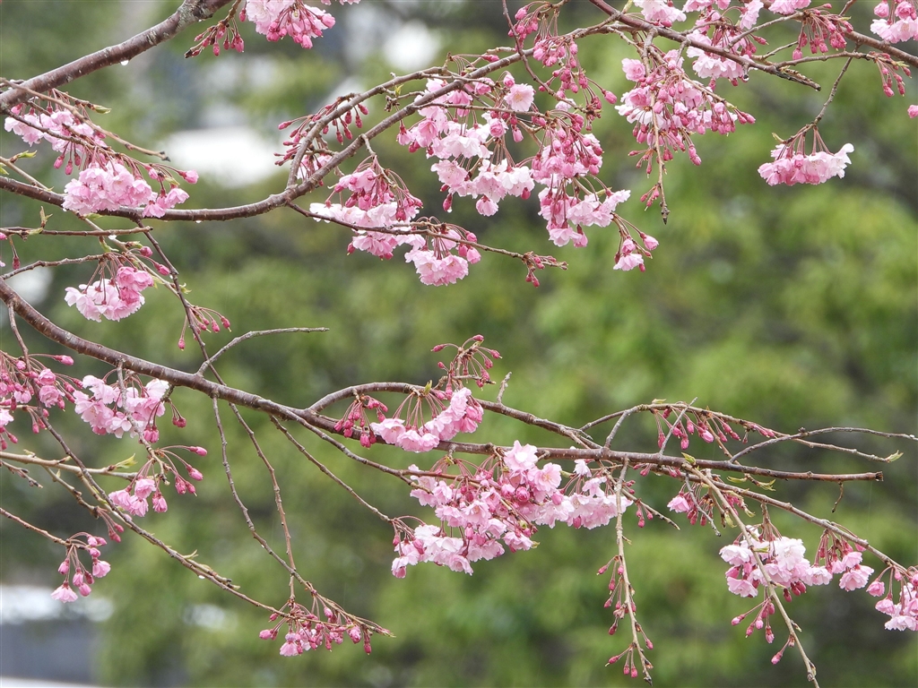 価格.com - ニコン COOLPIX P1000 アナログおじさん2009さん のクチコミ掲示板投稿画像・写真「「COOLPIXで張り逃げ ...