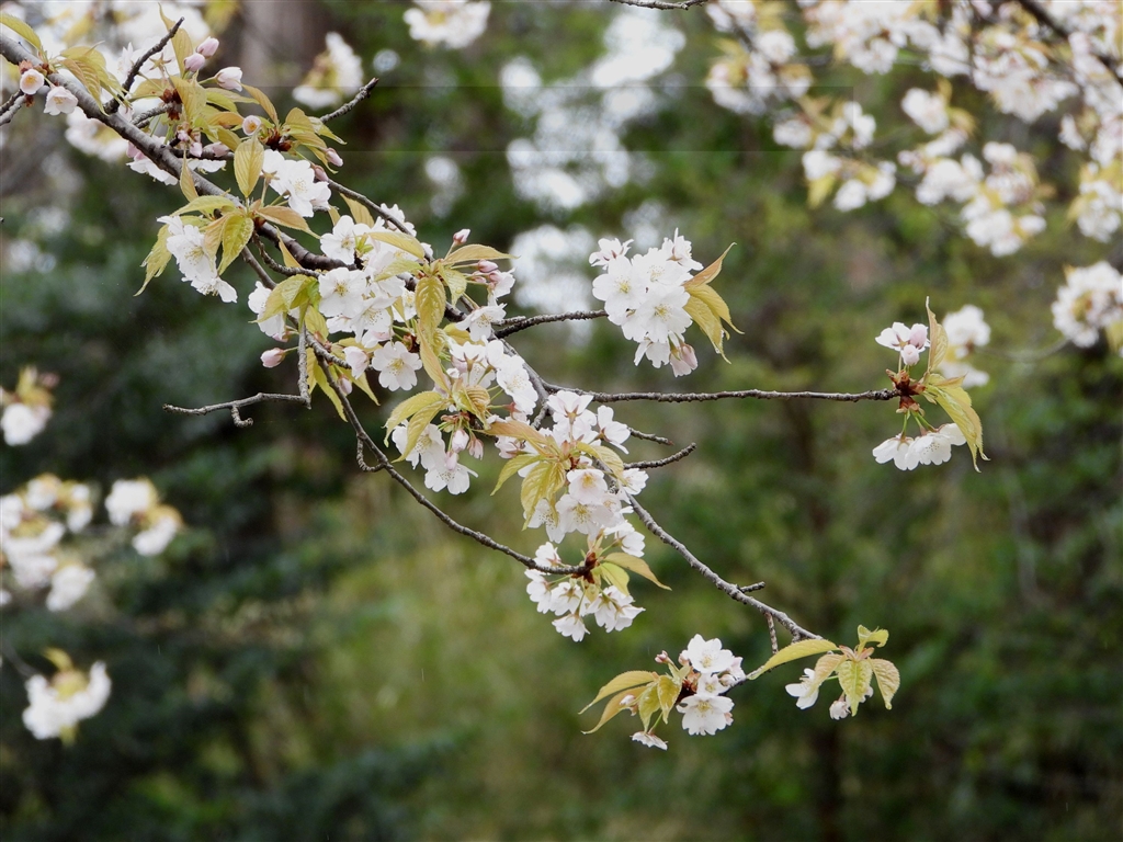 価格.com - 『この雰囲気はオオシマザクラ系でしょうか？』ニコン COOLPIX P1000 アナログおじさん2009さん のクチコミ ...