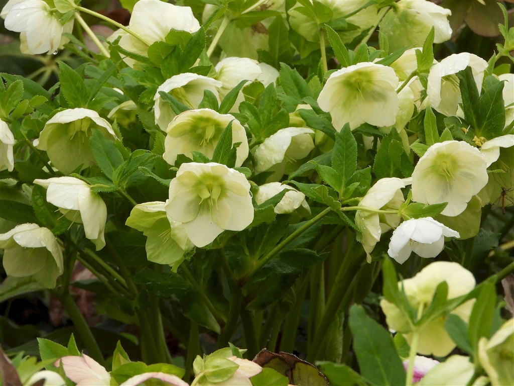 価格.com - 『なぜかクリスマスローズがいまごろ満開・・・完全にネタ不足です（^^）』ニコン COOLPIX P1000 アナログおじさん ...