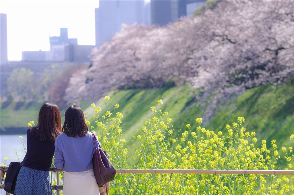 価格.com - 『千鳥ヶ淵にて』 デジタル一眼カメラ ペンタックス 風 丸さんのクチコミ掲示板投稿画像・写真「春ですねぇ とっておきの光景 ...