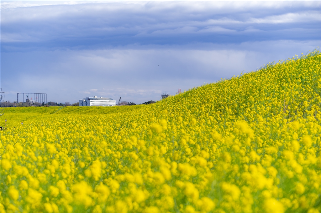 価格.com - 『三郷市の江戸川堤』 デジタル一眼カメラ ペンタックス 風 丸さんのクチコミ掲示板投稿画像・写真「春ですねぇ とっておきの ...