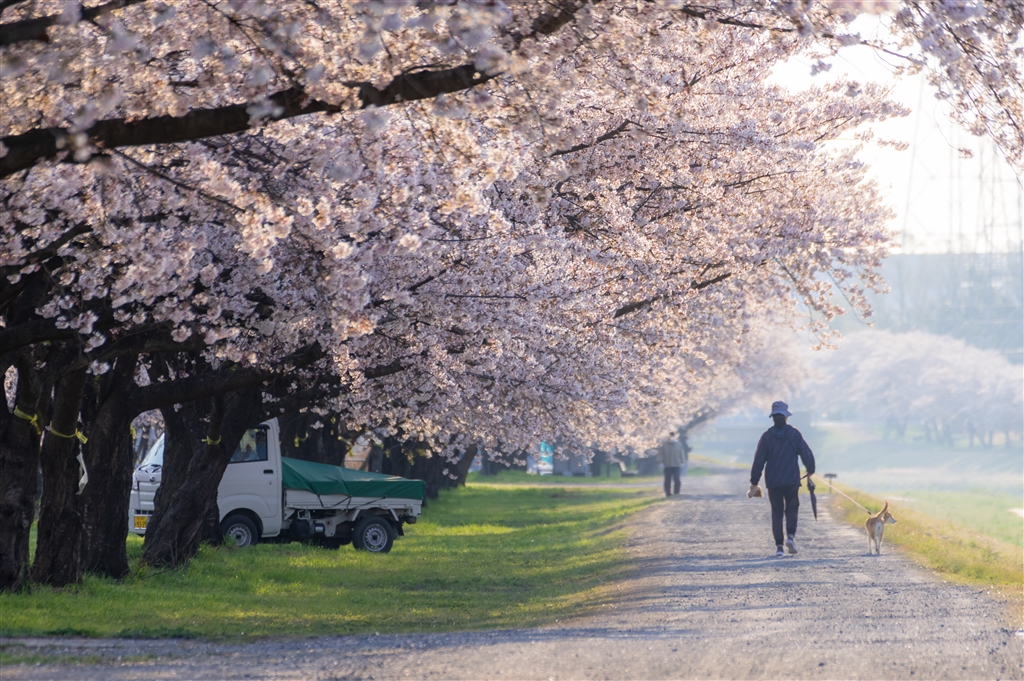 価格.com - 『本庄市の児玉千本桜』 デジタル一眼カメラ ペンタックス 風 丸さんのクチコミ掲示板投稿画像・写真「春ですねぇ とっておきの ...