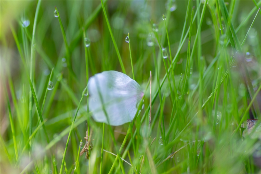 価格.com - 『桜もそろそろ』 デジタル一眼カメラ ペンタックス 風 丸さんのクチコミ掲示板投稿画像・写真「春ですねぇ とっておきの光景 ...