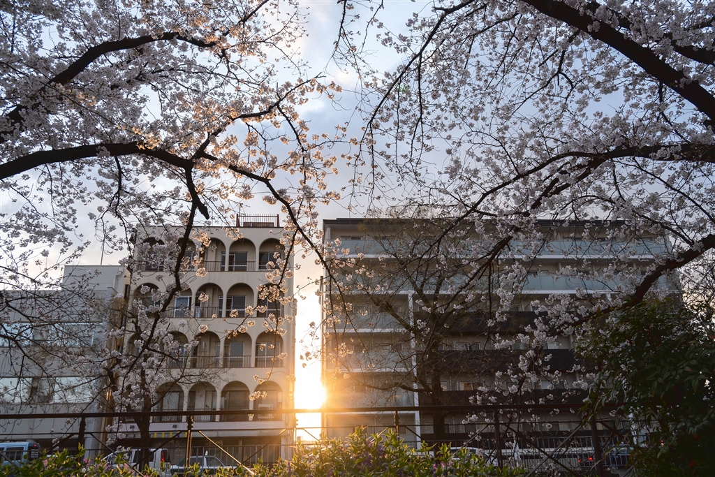 価格.com - 『天神川』ニコン Z 50 ダブルズームキット 京あられさん のクチコミ掲示板投稿画像・写真「春を撮って来ました」[3362382]