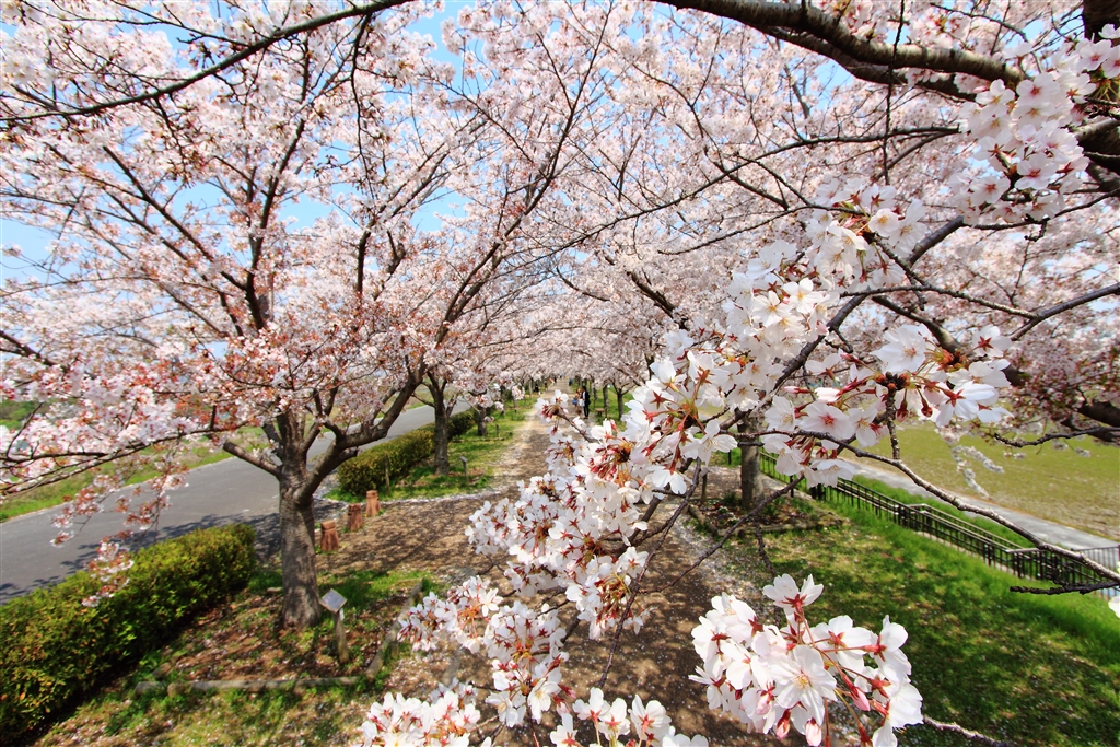 価格.com - 『例年にない人の少なさ』 デジタル一眼カメラ CANON isoworldさんのクチコミ掲示板投稿画像・写真「EOS全機種 ...