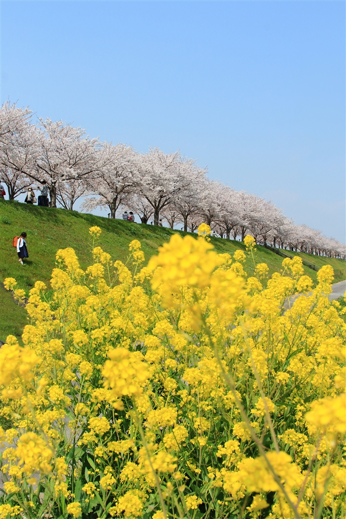 価格.com - 『菜の花畑にチョウが飛んでいた』 デジタル一眼カメラ CANON isoworldさんのクチコミ掲示板投稿画像・写真「EOS ...
