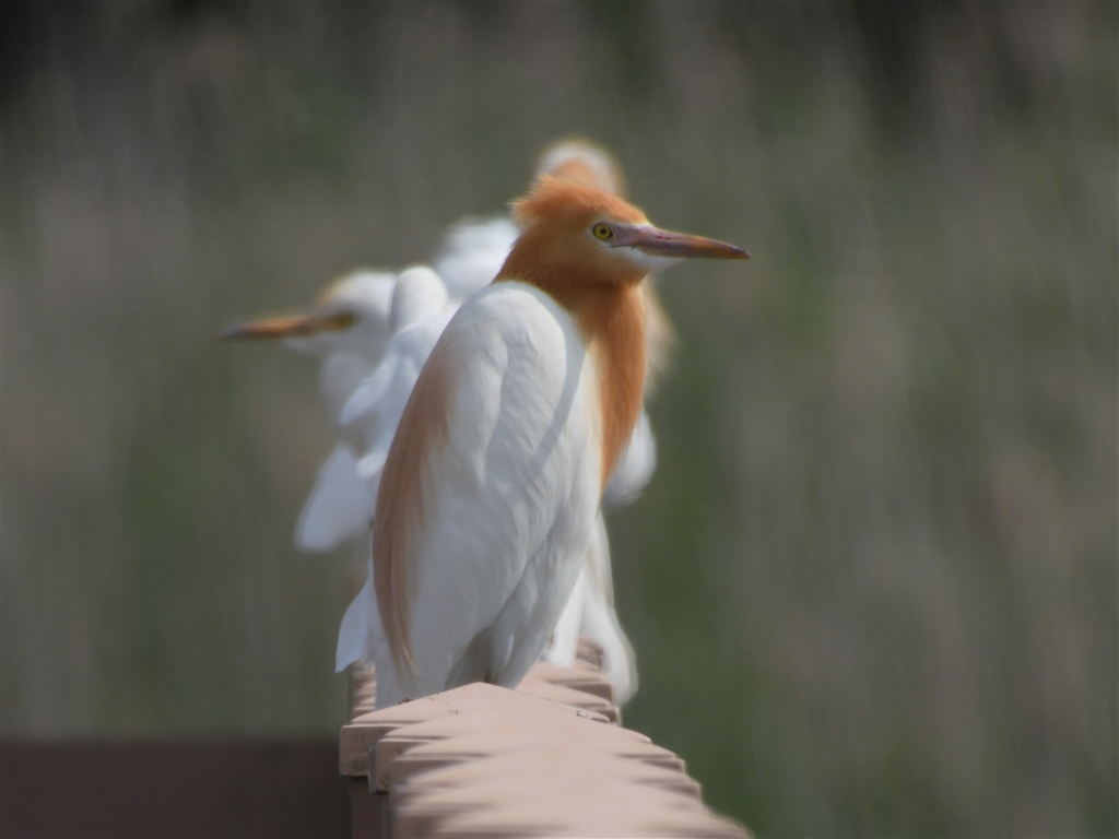 価格.com - 『抜き足 差し足 少しずつ近寄って 2 2800mm』ニコン COOLPIX P1000 新シロチョウザメが好きさん の ...