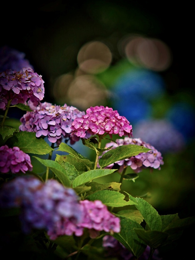 価格.com - 京セラ CONTAX 645 標準的セット ハリケーンちき夫さん のクチコミ掲示板投稿画像・写真「自由広場30」[3401665]