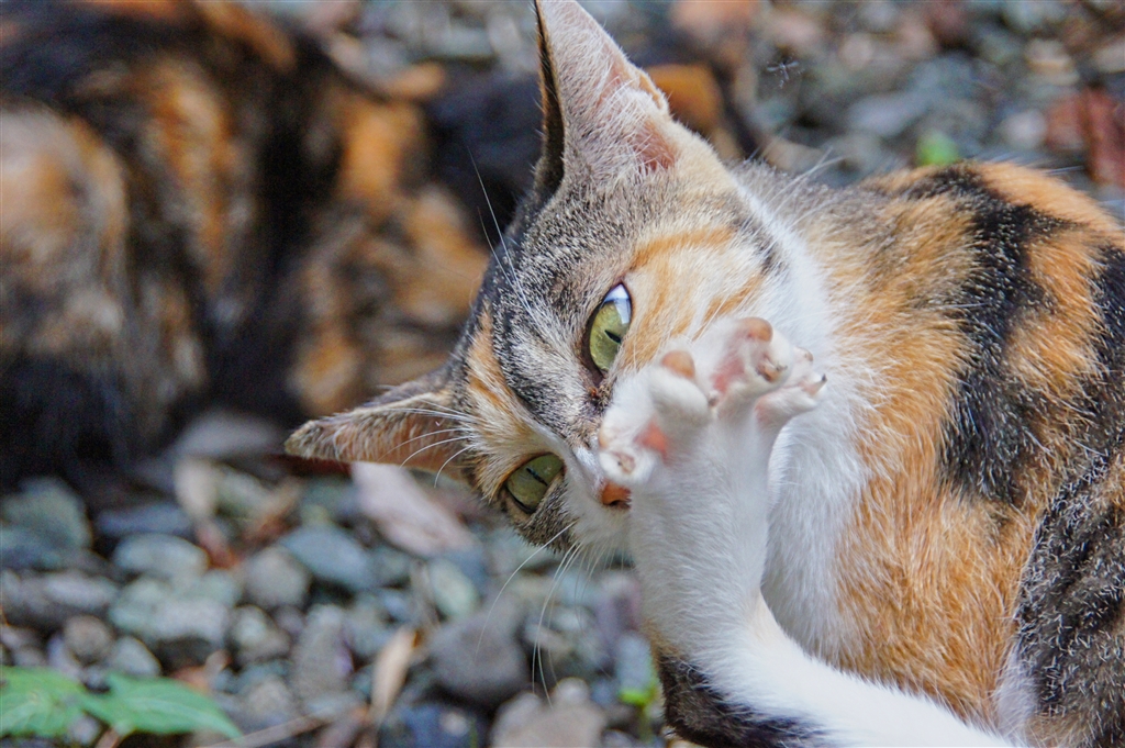 価格.com - CANON EOS 5D Mark IV ボディ でぶねこ☆さん のクチコミ掲示板投稿画像・写真「猫さんを撮るにあたって機材 ...