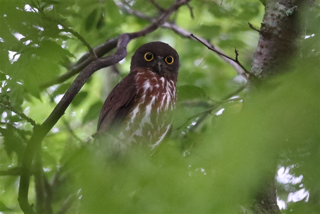 価格.com - デジタル一眼カメラ jycmさんのクチコミ掲示板投稿画像・写真「今年も無事に巣立ちました」[3411934]"