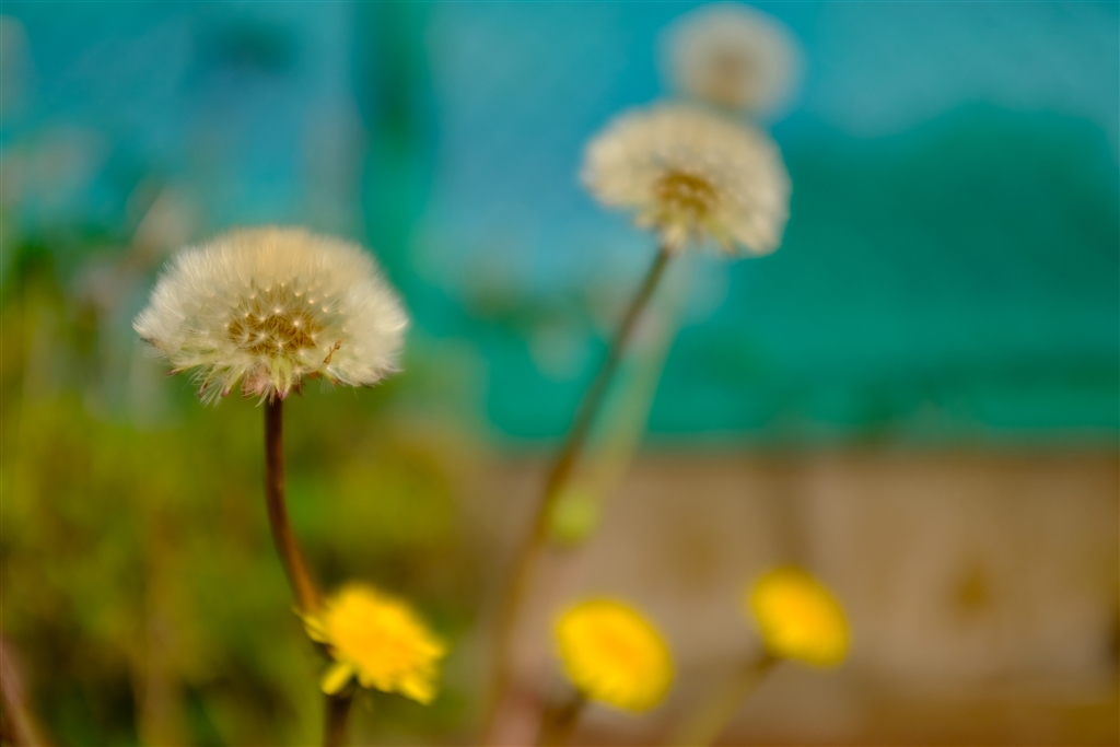 価格.com - Lensbaby Velvet 28 [フジフイルム用] shuu2さん のクチコミ掲示板投稿画像・写真「取りあえず購入 ...