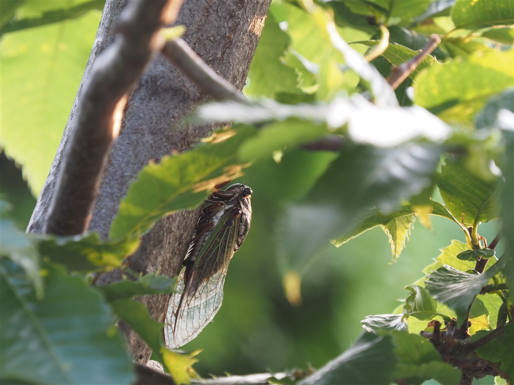 価格.com - 『②』オリンパス M.ZUIKO DIGITAL ED 100-400mm F5.0-6.3 IS You Know My ...