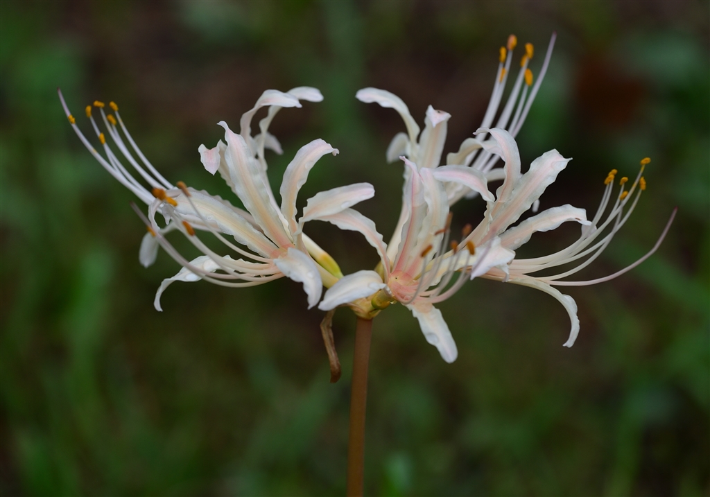 価格.com - 『④』富士フイルム FUJIFILM X100F CNTココさん のクチコミ掲示板投稿画像・写真「ついに手に入れました ...