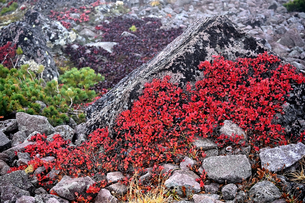 価格.com - 『チングルマ』ニコン NIKKOR Z DX 50-250mm f/4.5-6.3 VR タカ1213さん のクチコミ掲示板 ...