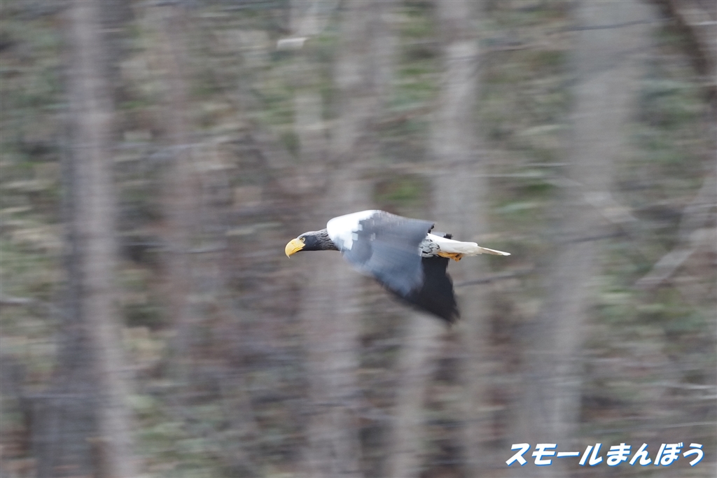 価格.com - 『流し撮りで辛うじて撮れた1枚』 デジタル一眼カメラ スモールまんぼうさんのクチコミ掲示板投稿画像・写真「写真作例 色 ...