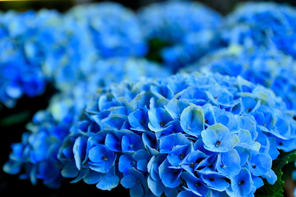 価格.com - 『D70』ニコン D100 ボディ MWU3さん のクチコミ掲示板投稿画像・写真「いまだに旧型CCD一眼」[3503529]