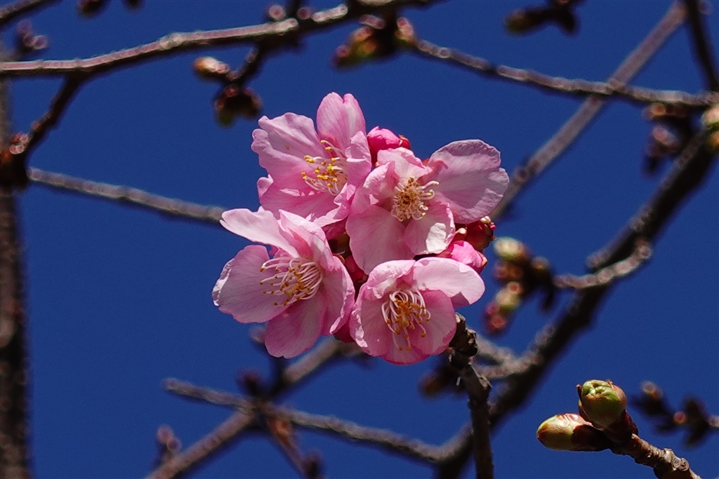 価格.com - 『数輪のカワヅザクラ』 デジタルカメラ SONY 夢二郎さんのクチコミ掲示板投稿画像・写真「SONY機で綴る季節の風景（2月 ...