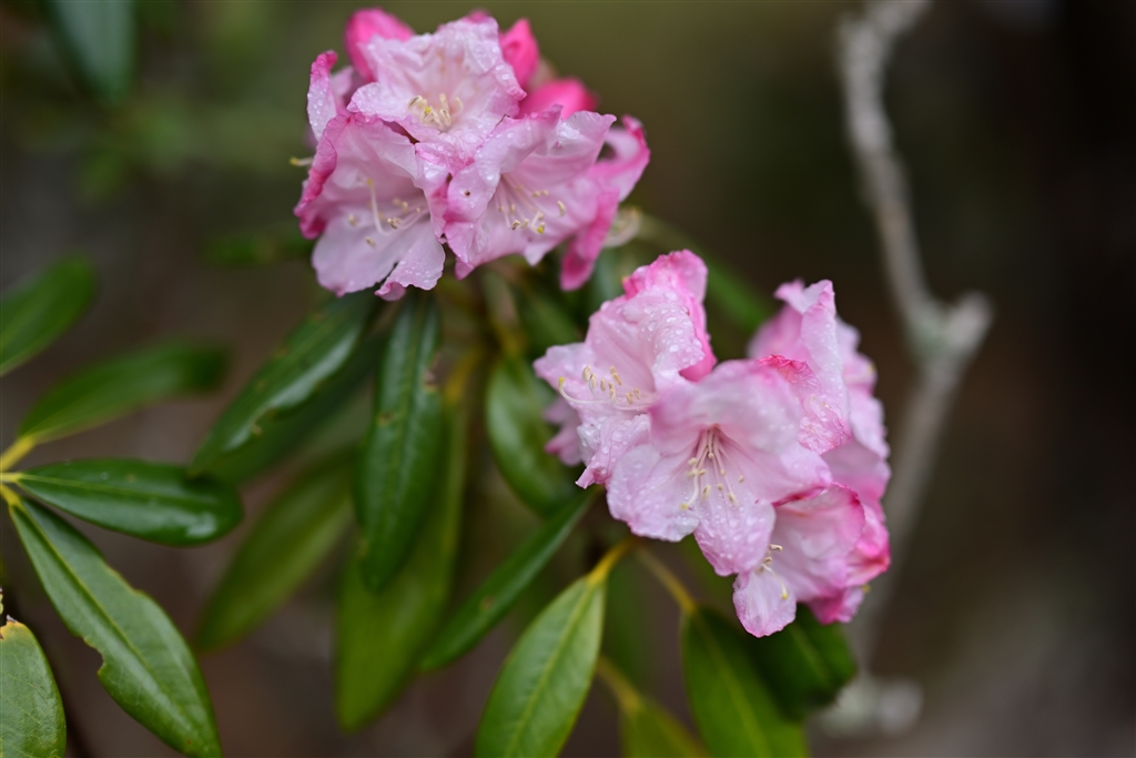 価格.com - 『もう石楠花が咲いてます？！』 デジタルカメラ hukurou爺さんのクチコミ掲示板投稿画像・写真「Zマウントで楽しもう ...