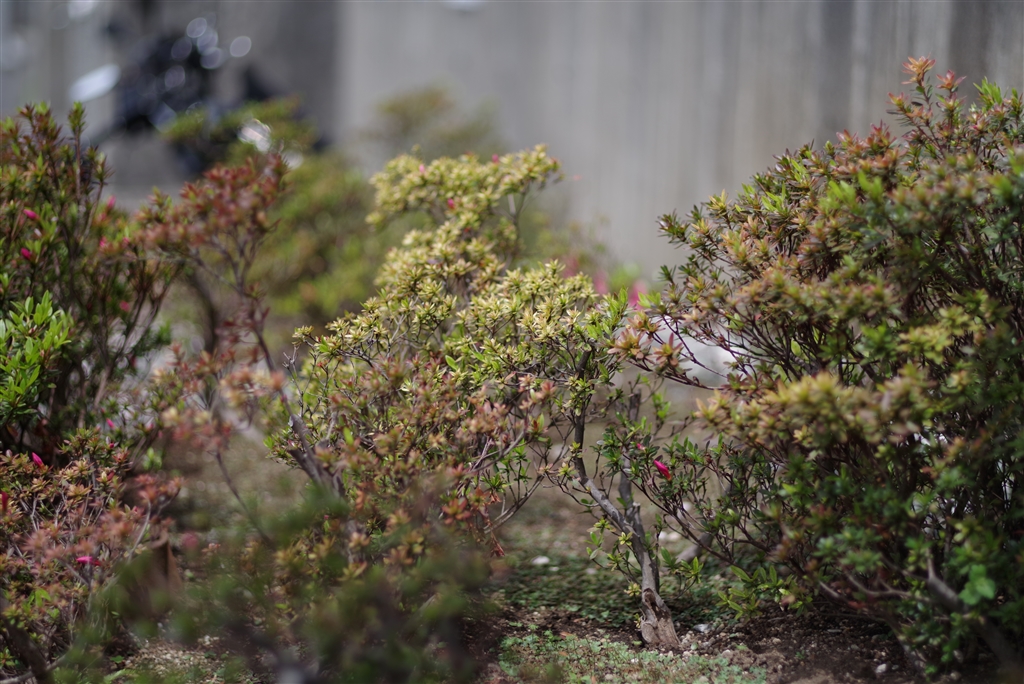 価格.com - 『試し撮り1』ペンタックス HD PENTAX-FA 77mmF1.8 Limited [ブラック] 安中榛名さん の ...