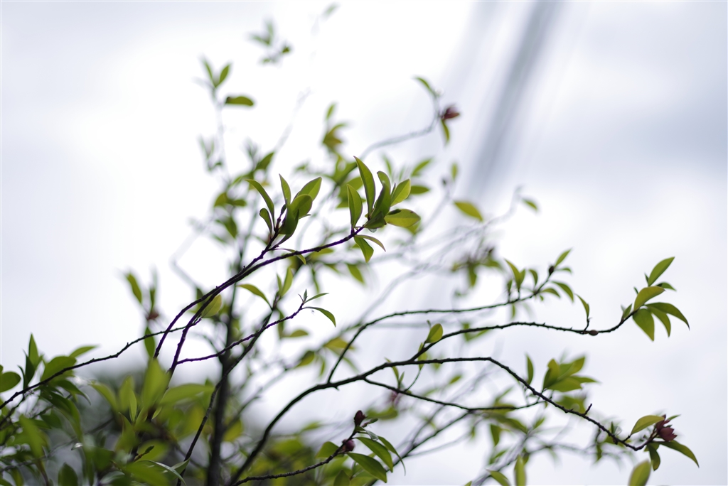 価格.com - 『試し撮り2（逆光時）』ペンタックス HD PENTAX-FA 77mmF1.8 Limited [ブラック] 安中榛名さん ...