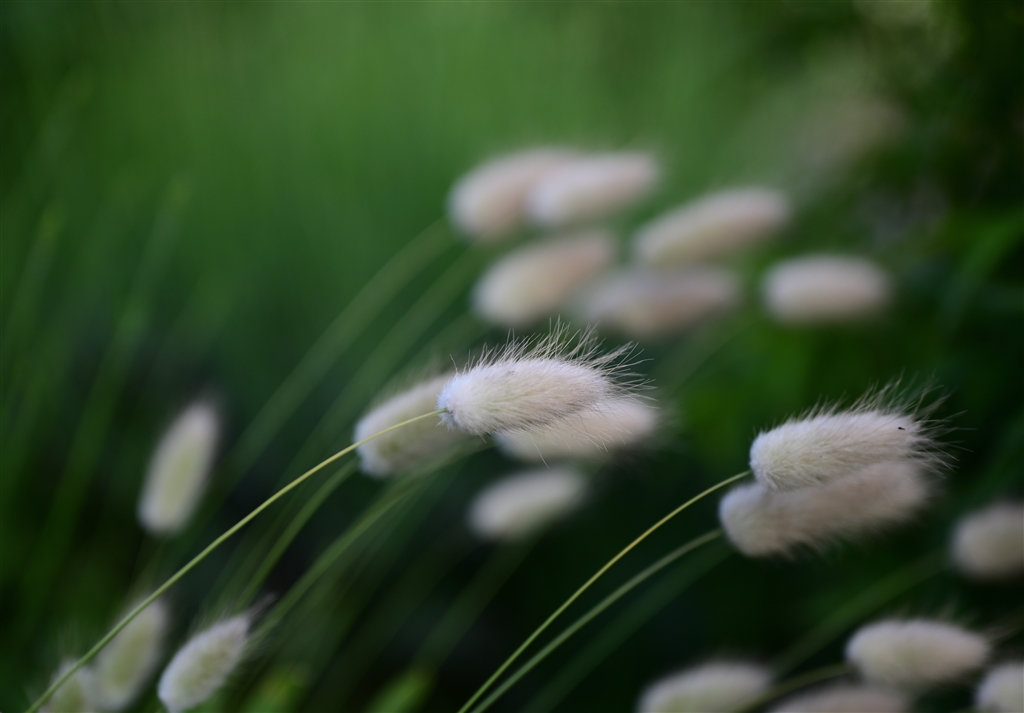 価格.com - ニコン NIKKOR Z 50mm f/1.8 S CNTココさん のクチコミ掲示板投稿画像・写真「50単焦点」[3556534]