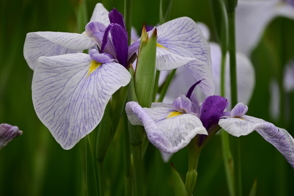 価格.com - 『ピクコン ビビット』ニコン NIKKOR Z DX 16-50mm f/3.5-6.3 VR ろ～れんす2さん のクチコミ ...