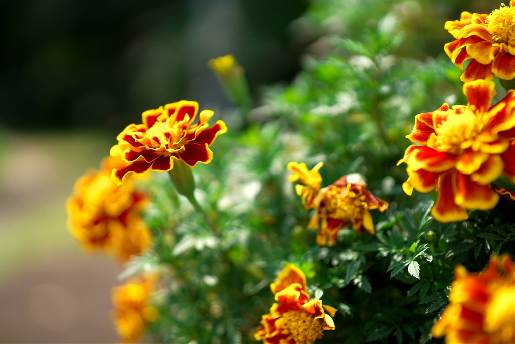 価格.com - 『花の名前が分かりません』SONY α99 II ILCA-99M2 ボディ neo-zeroさん のクチコミ掲示板投稿画像 ...