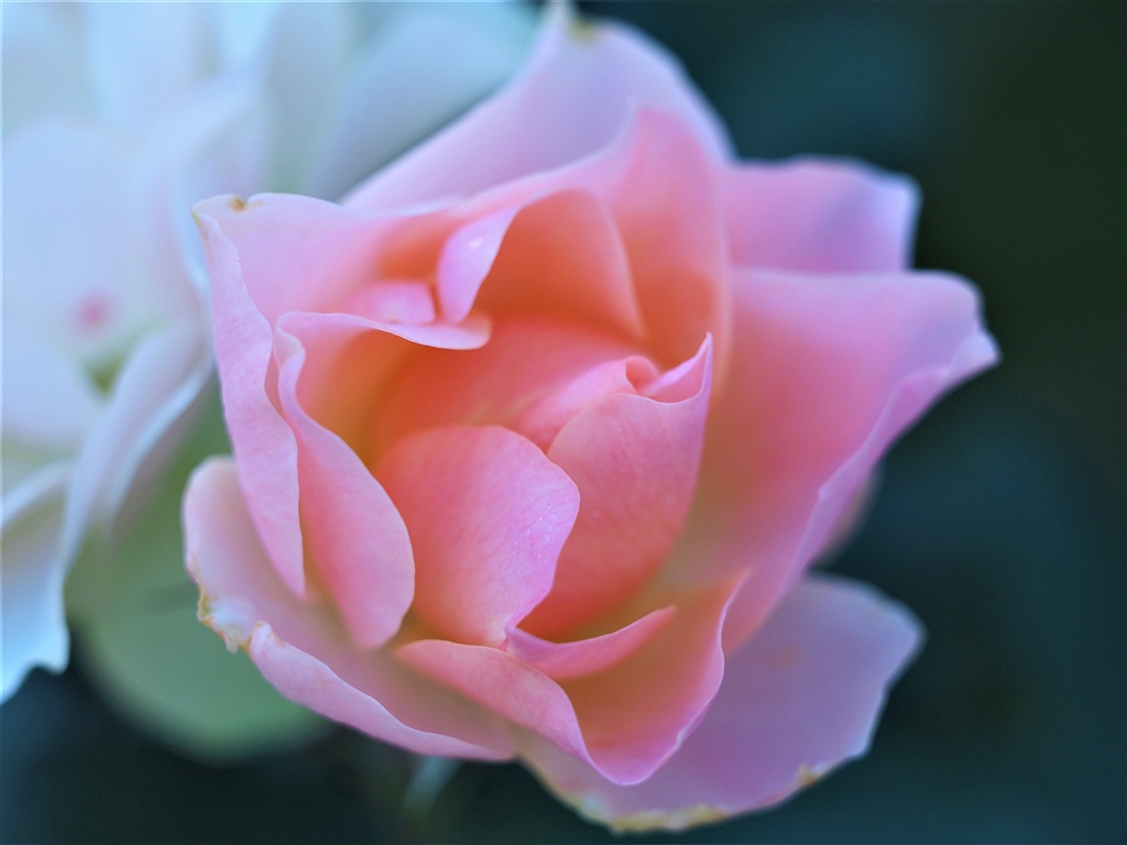 価格.com - オリンパス M.ZUIKO DIGITAL ED 40-150mm F2.8 PRO cebu boyさん のクチコミ掲示板 ...