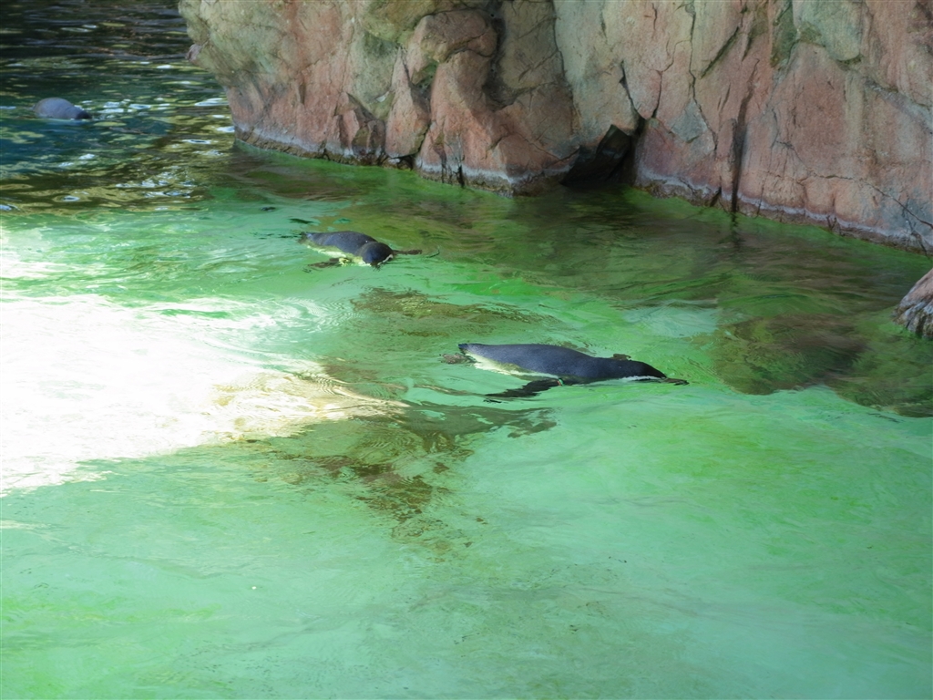 価格.com - リコー GXR ボディ テリー一番さん のクチコミ掲示板投稿画像・写真「GXRの34回目のSD交換」[3614662]