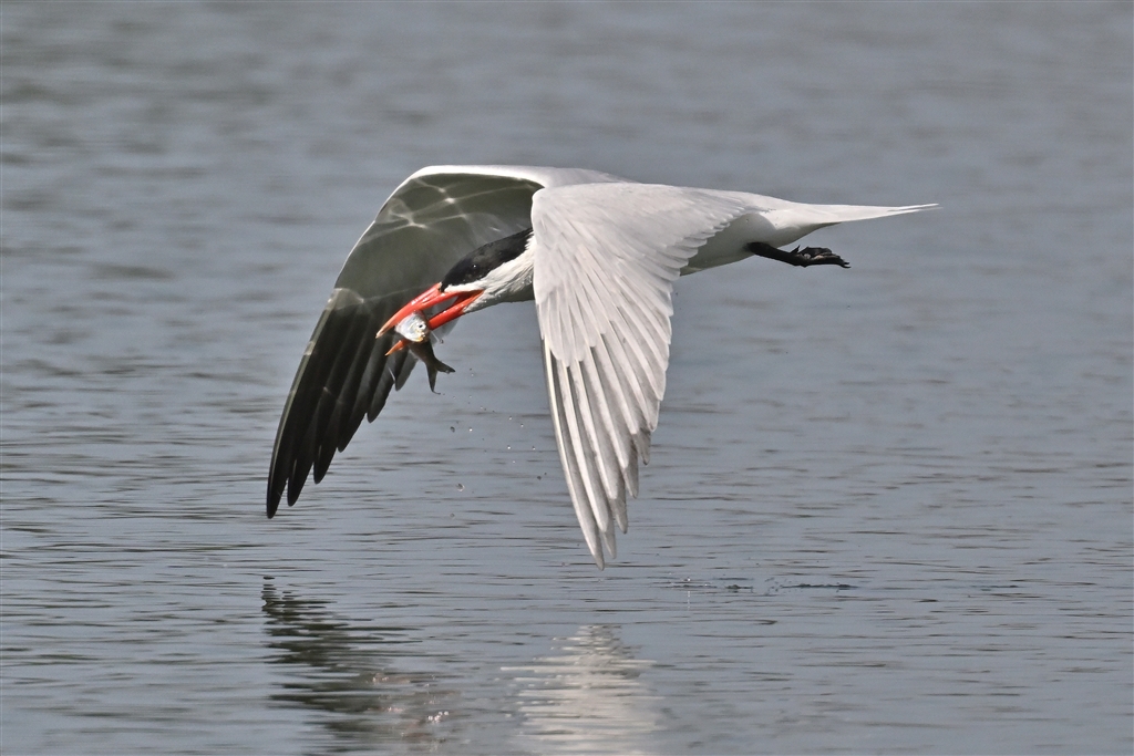 価格.com - 『Z 50+FTZ+500mm f/5.6E PF ED VR+TC-20E III トリミング有』ニコン NIKKOR Z ...