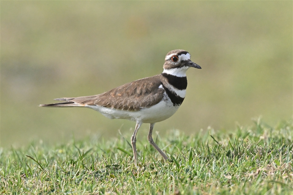 価格.com - 『フタオビチドリ(Killdeer)も撮ってました』ニコン NIKKOR Z 100-400mm f/4.5-5.6 VR ...
