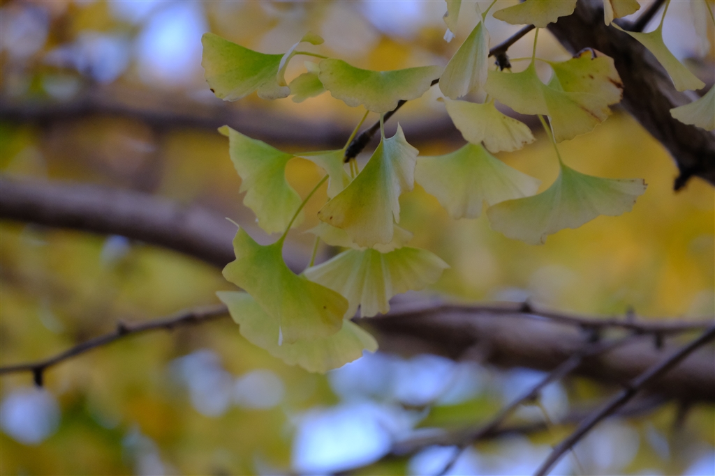 価格.com - 富士フイルム FUJIFILM X100F CNTココさん のクチコミ掲示板投稿画像・写真「夏の風物詩」[3622190]