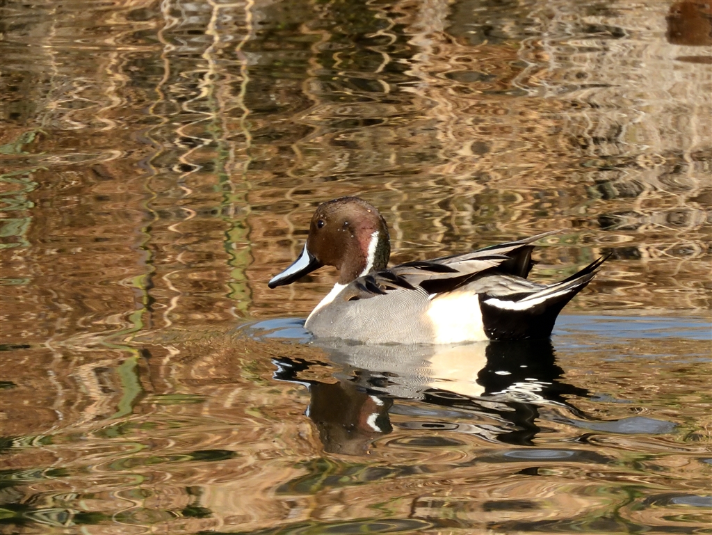 価格.com - 『オナガガモ』ニコン COOLPIX P950 でそでそさん のクチコミ掲示板投稿画像・写真「気軽に投稿 P950写真集 ...