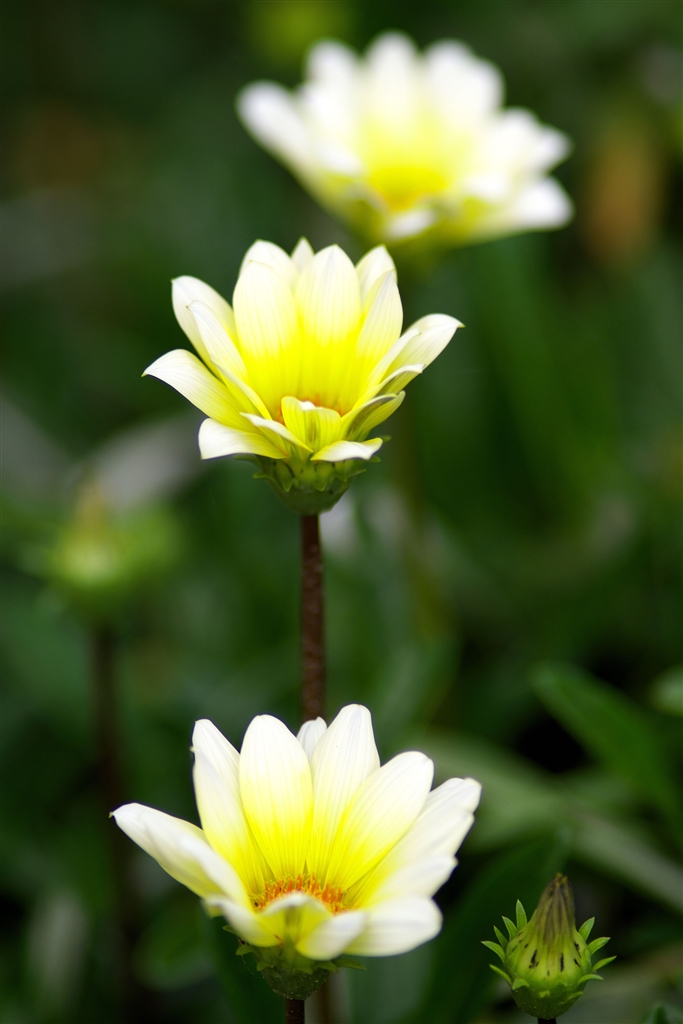 価格.com - 『α77Ⅱで撮影』コニカ ミノルタ High Speed AF APO 200mm F2.8 G neo-zeroさん の ...