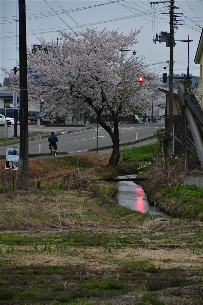 価格.com - 『桜と信号』ニコン NIKKOR Z 24-120mm f/4 S ssdkfzさん のクチコミ掲示板投稿画像・写真「旅行用 ...