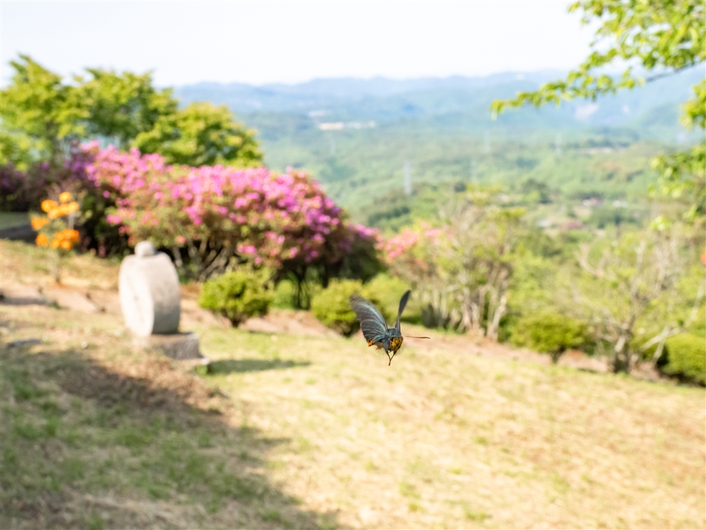 価格.com - OMデジタルソリューションズ OM SYSTEM OM-1 ボディ mosyupaさん のクチコミ掲示板投稿画像・写真「GW ...