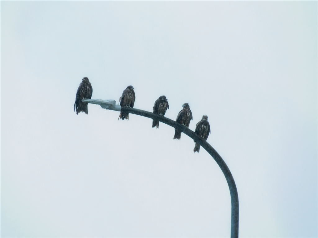 価格.com - 『ISO1600 @2000mm』ニコン COOLPIX P1000 新シロチョウザメが好きさん のクチコミ掲示板投稿画像 ...