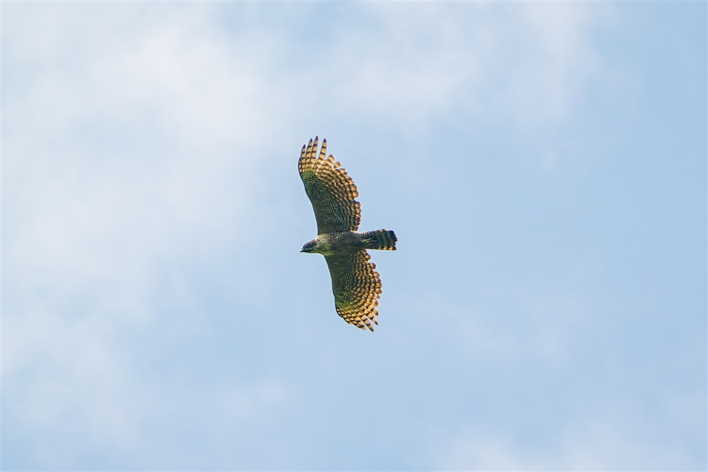 価格.com - 『クマタカ （他機）トリミング 換算略1400mm』ニコン COOLPIX P1000 新シロチョウザメが好きさん の ...