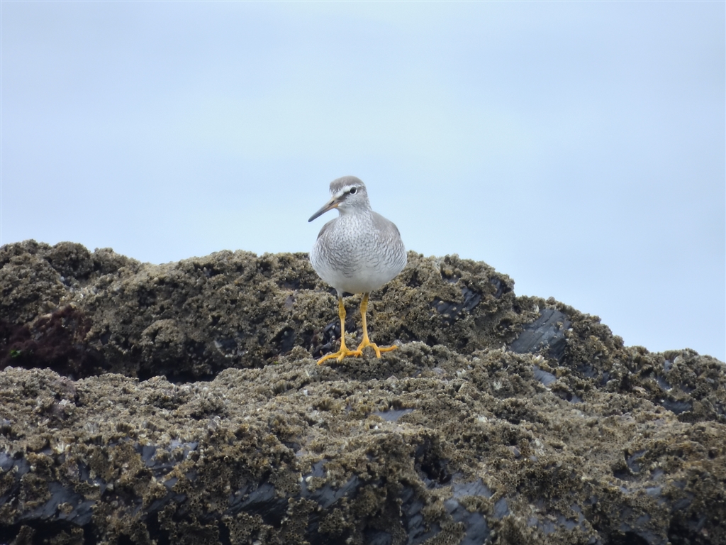 価格.com - 『海浜にて－2 3000mm』ニコン COOLPIX P1000 新シロチョウザメが好きさん のクチコミ掲示板投稿画像・写真 ...