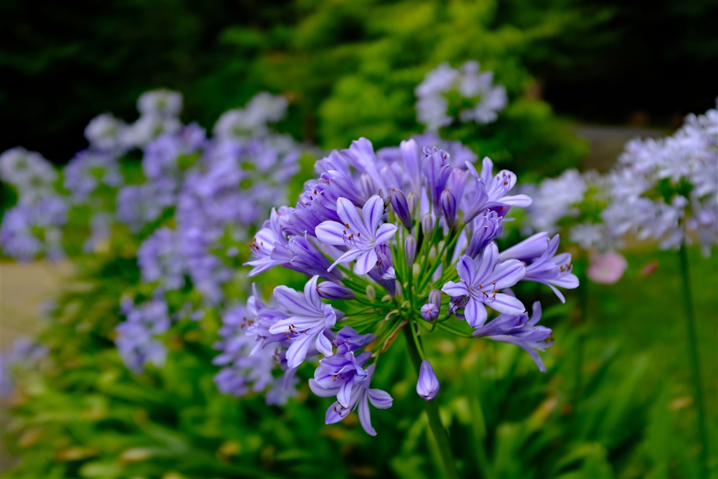 価格.com - 『公園に咲いてました』富士フイルム FUJIFILM X100F shuu2さん のクチコミ掲示板投稿画像・写真「夏の風物詩 ...