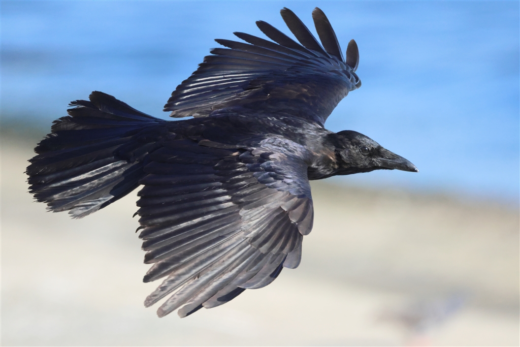 価格.com - CANON RF800mm F11 IS STM 勉強中中さん のクチコミ掲示板投稿画像・写真「RF800mm F11 IS ...