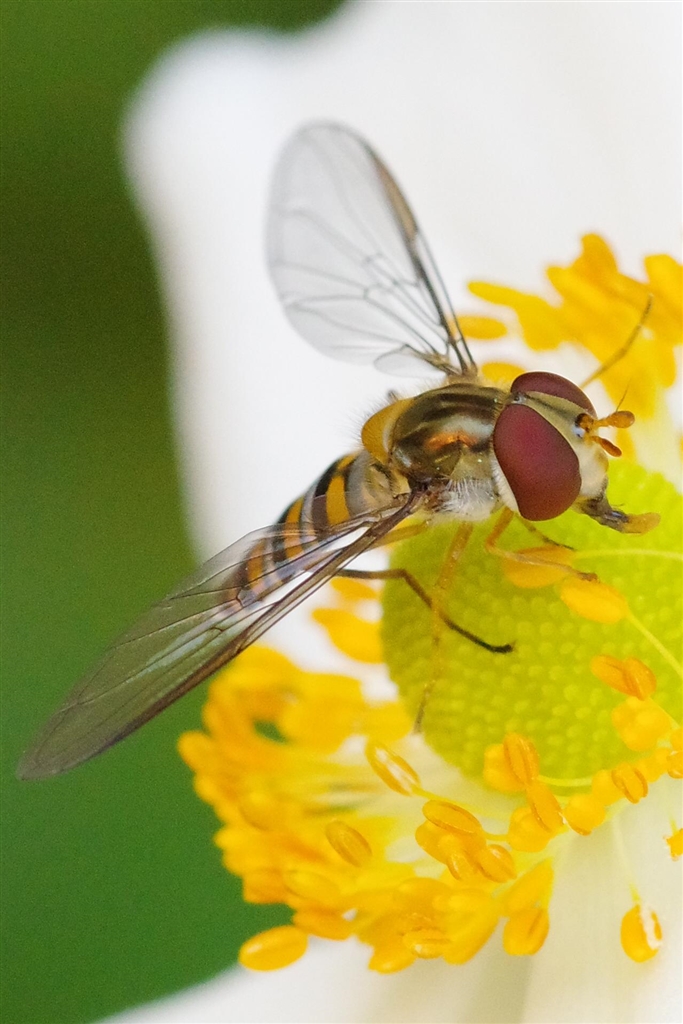 価格 Com ペンタックス Hd Pentax D Fa Macro 100mmf2 8ed Aw Ronjinさん のクチコミ掲示板投稿
