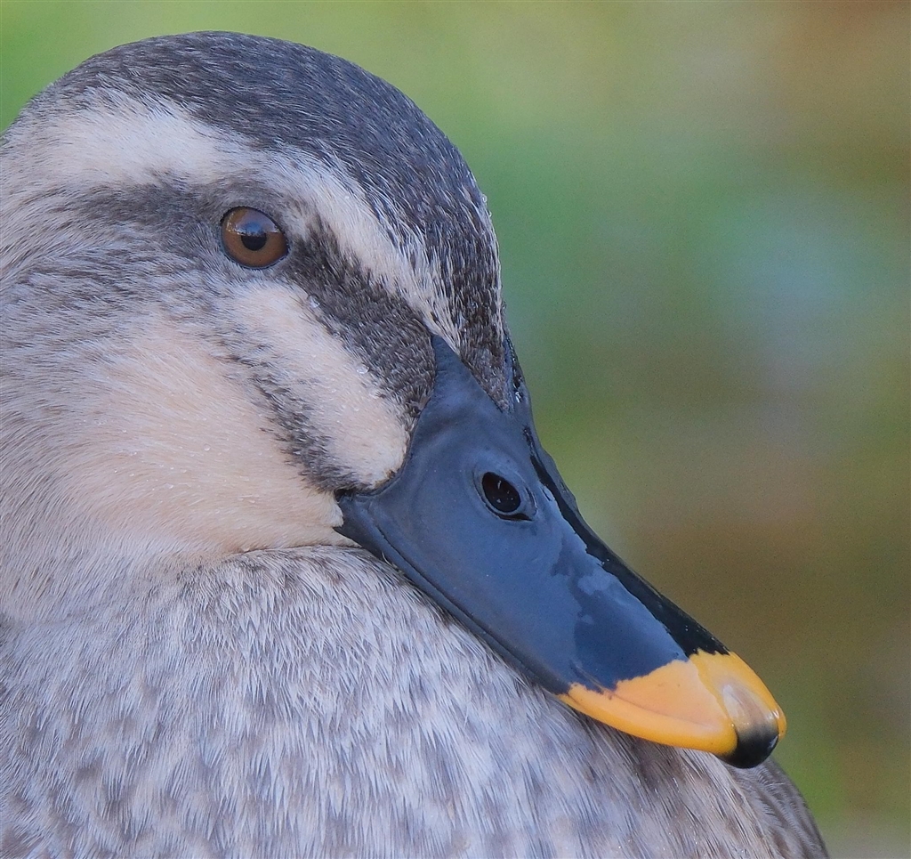 価格.com - 『HEIF→TIFF→jpg 顔部トリミング』ニコン AF-S NIKKOR 500mm f/5.6E PF ED VR ヘ ...