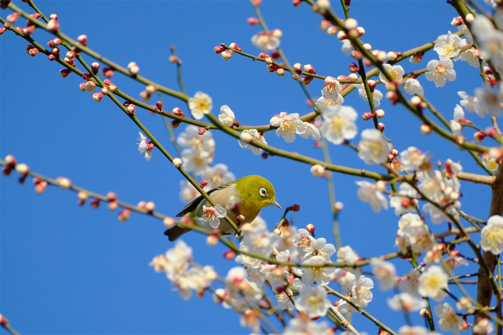 価格.com - 『Jpeg Velvia』富士フイルム FUJIFILM X-H2 ボディ zensugaさん のクチコミ掲示板投稿画像 ...